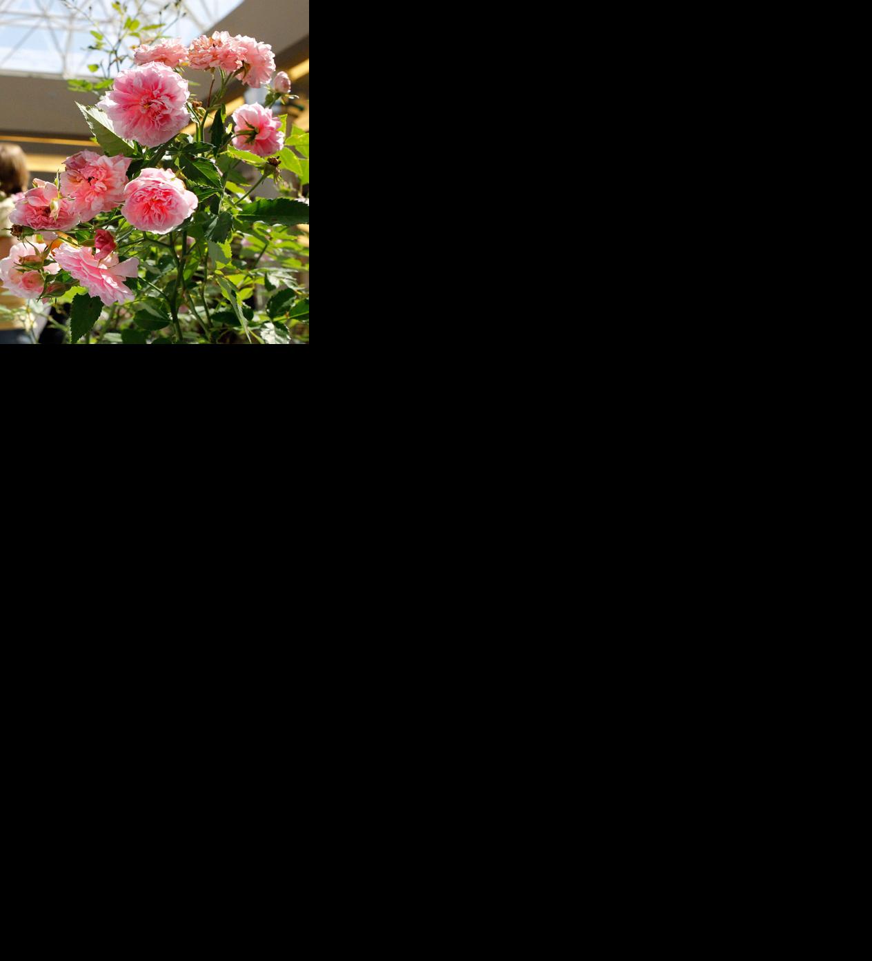 Everything you need to know to plant roses: Dan Gill | Home/Garden ...