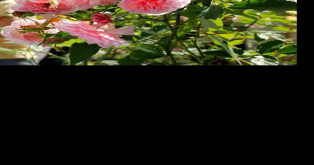 Old Garden Rose Society meets and more area community news | Crescent ...