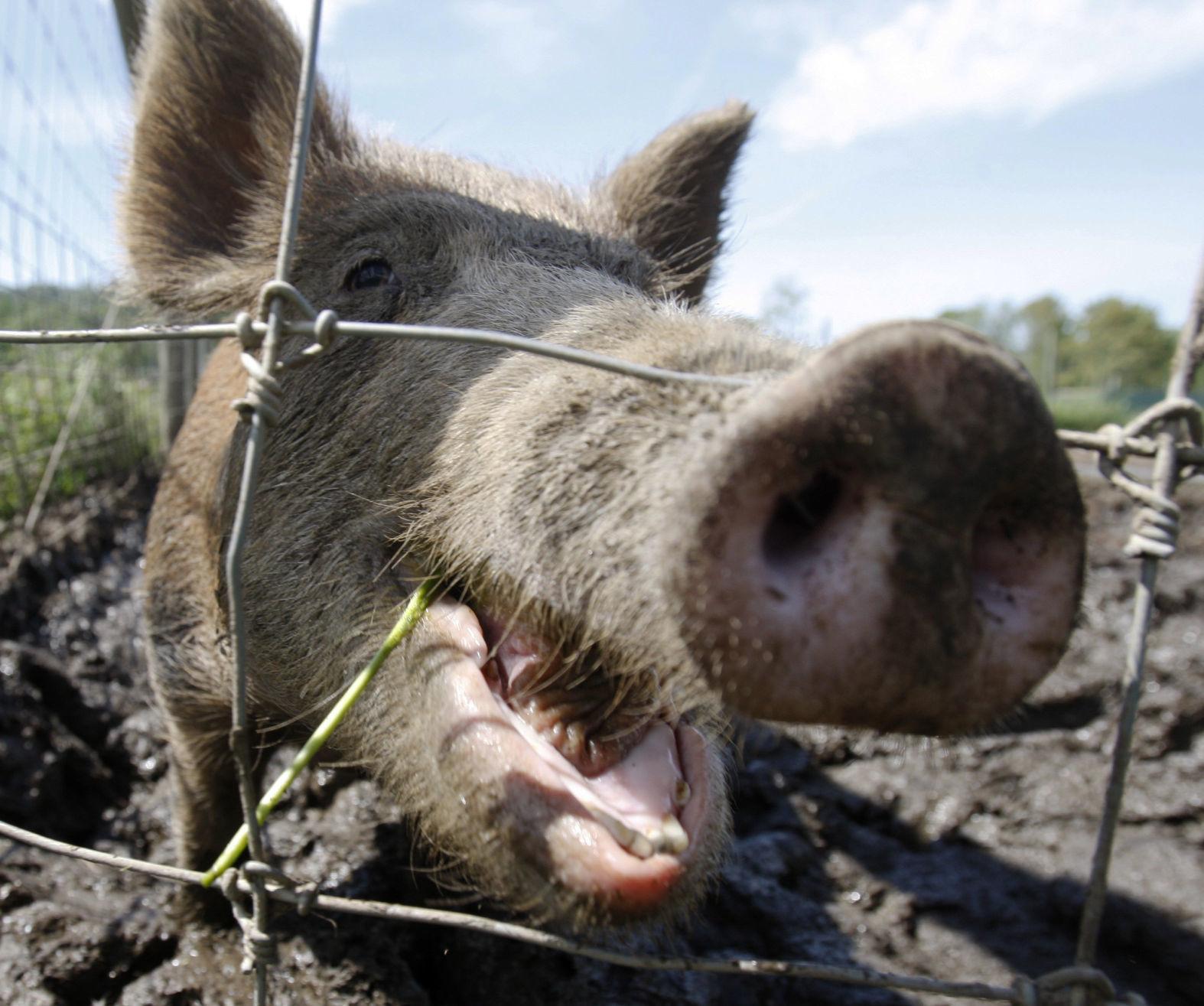 Wild pigs are chomping their way through Louisiana crops | Environment ...