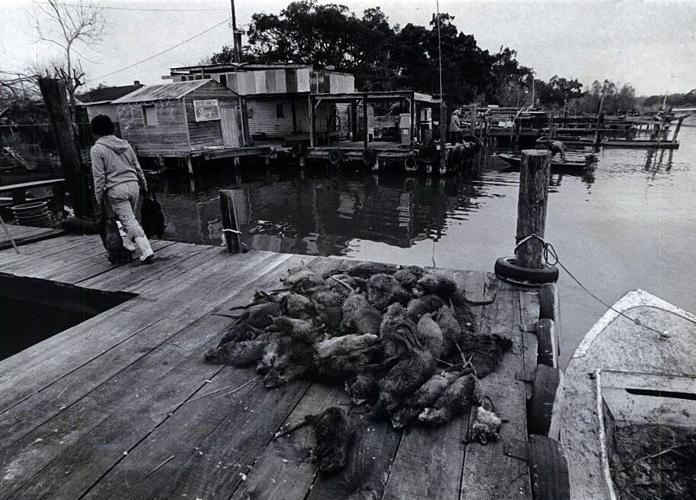 Nutria and the people who wear, hunt and eat them: 30 vintage photos ...