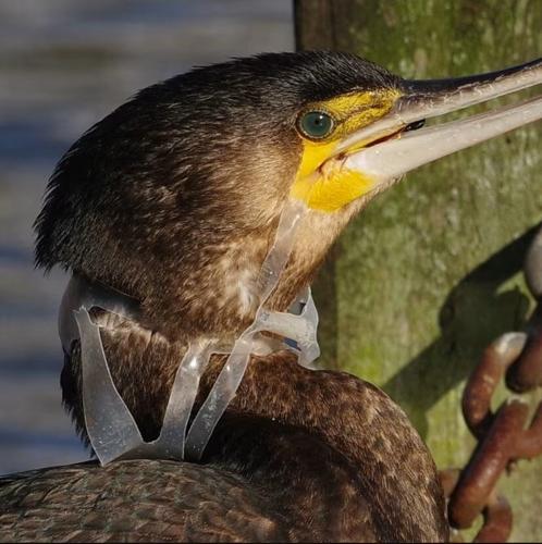 turtle with beer ring
