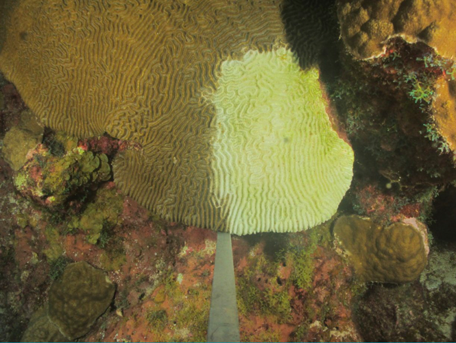 Scientists less sure what's killing Gulf of Mexico corals | Environment ...