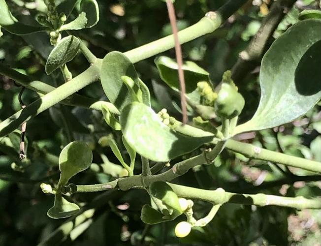 Did you know mistletoe was common in New Orleans? True! | Entertainment ...