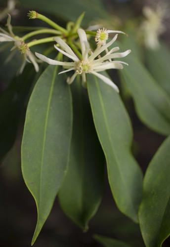 14 Louisiana native plants to add to your garden | Home/Garden | nola.com