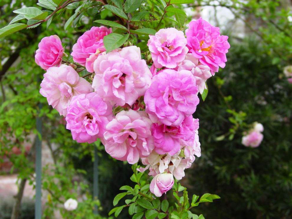 Why are Peggy Martin roses called 'Katrina roses'? | Environment | nola.com