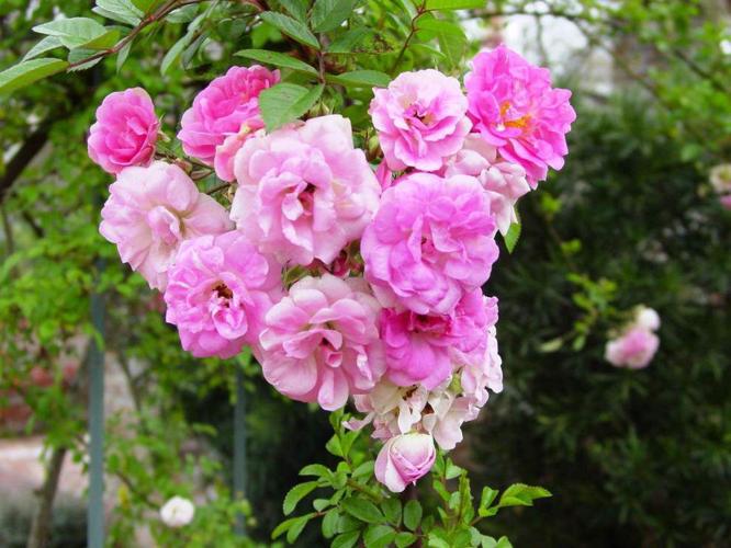 Why are Peggy Martin roses called 'Katrina roses'? | Environment | nola.com