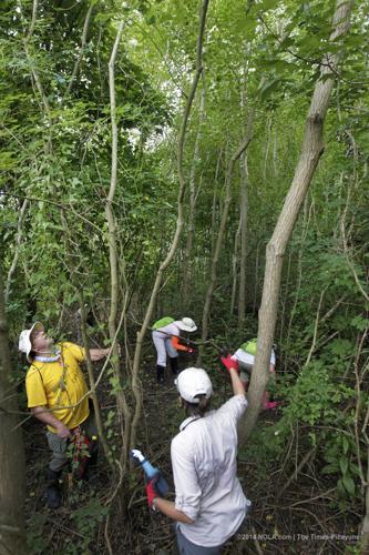 Volunteers, armed with machetes, hunt down invasive Chinese tallow ...