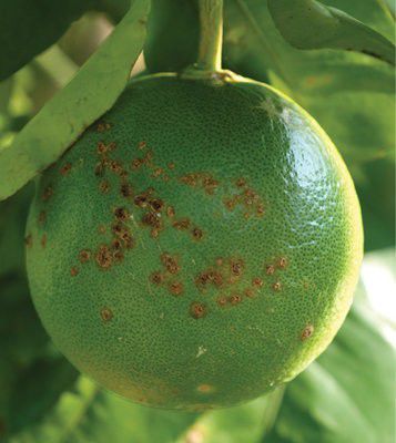 How to tell if your citrus tree has a fatal disease called citrus ...