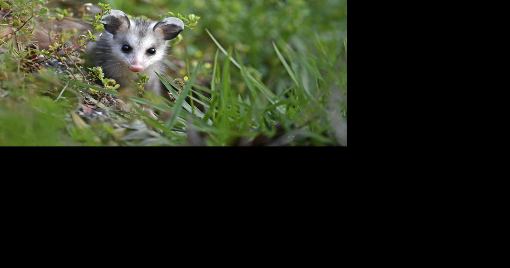 Reconsider the opossum: It's actually a handy animal to have around ...