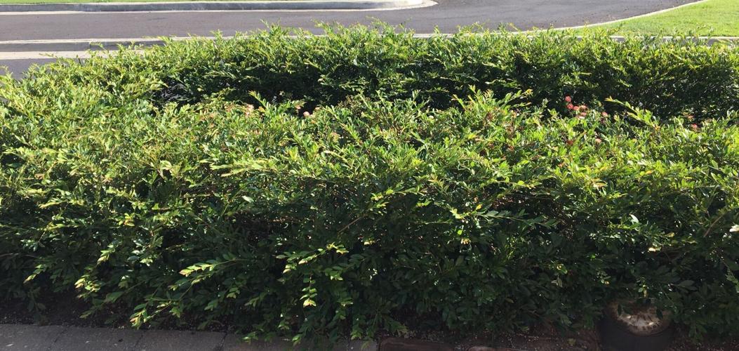 Cinnamon Girl distylium selected as Louisiana Super Plant ...