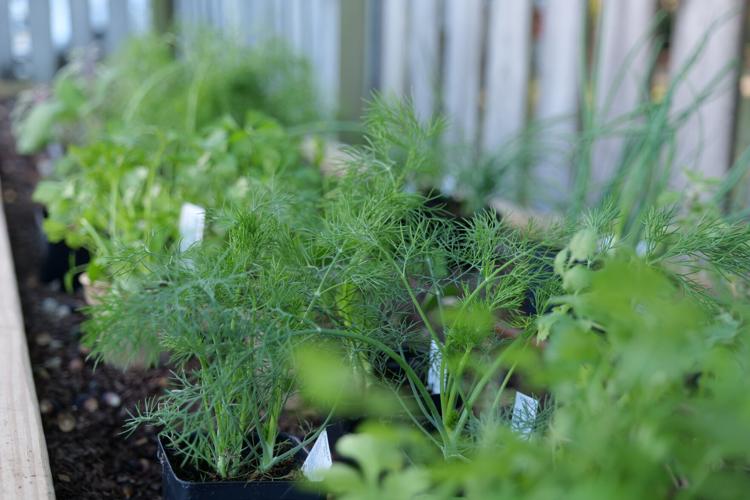 Plant cool-season herbs to kick up your holiday cooking | Entertainment ...