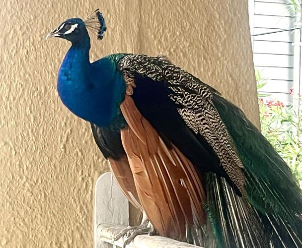 The beloved Uptown peacock, Mr. P, attacked by a dog | Entertainment ...
