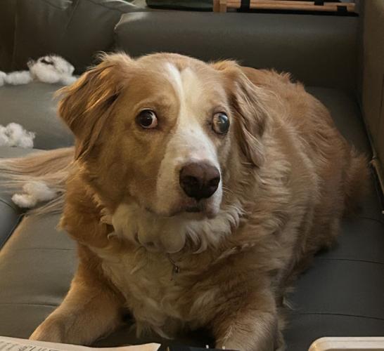 Diary of a New Orleans dog mom: What my pet's weight loss journey ...