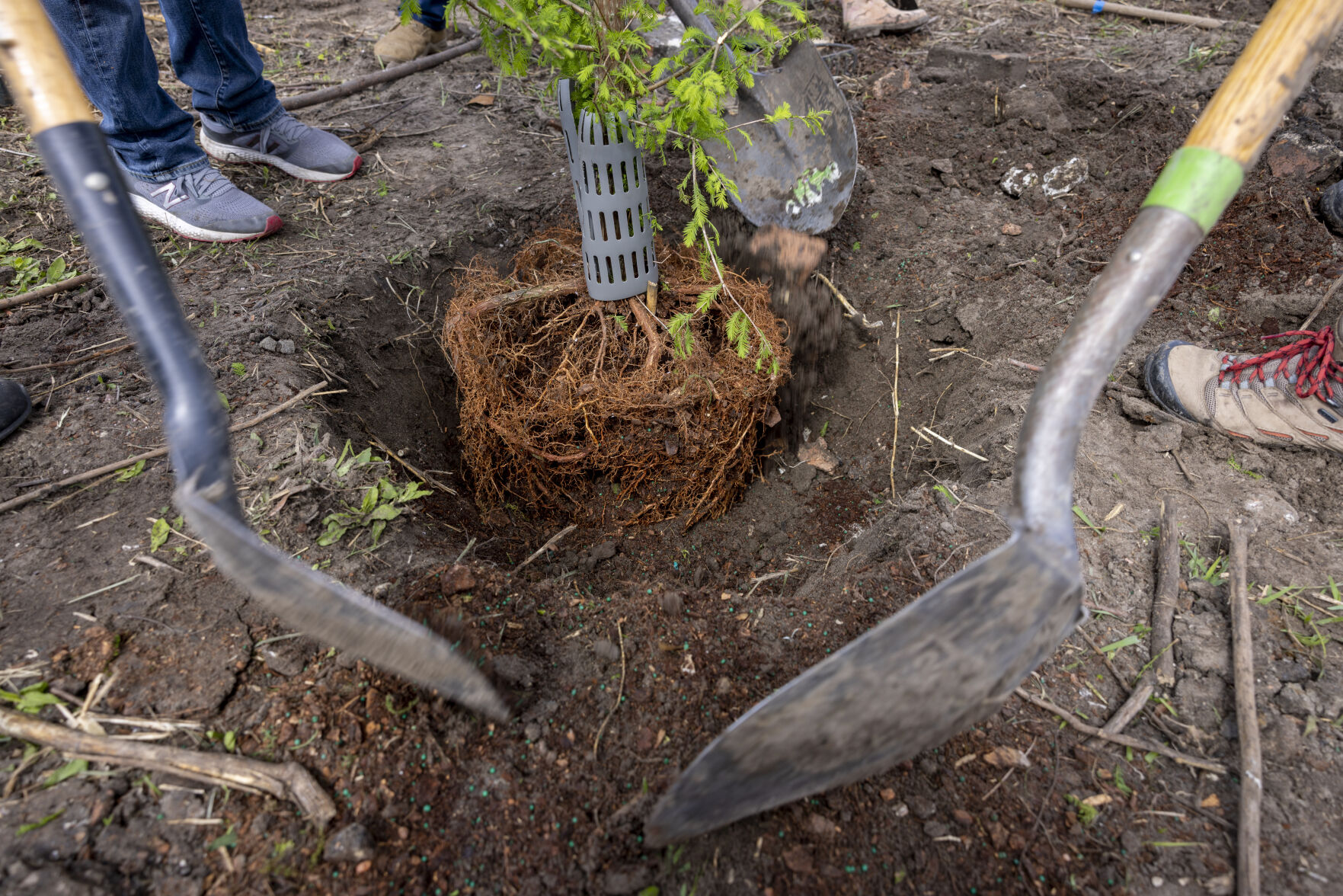 Plant your trees and shrubs in fall: Dan Gill explains why woody ...