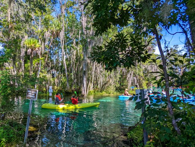 See magical manatees gather in the warm waters of Crystal River ...