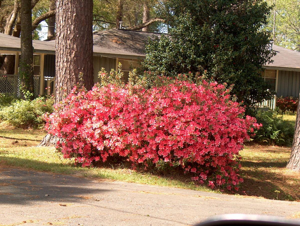 There's nothing as magical as Southern azaleas in bloom, but take heart ...