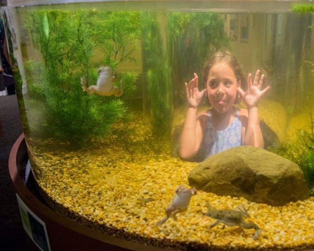 Aububon Zoo opens frog exhibit, new Discovery Walk | Entertainment/Life ...