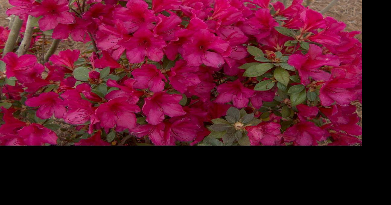 There's nothing as magical as Southern azaleas in bloom, but take heart ...