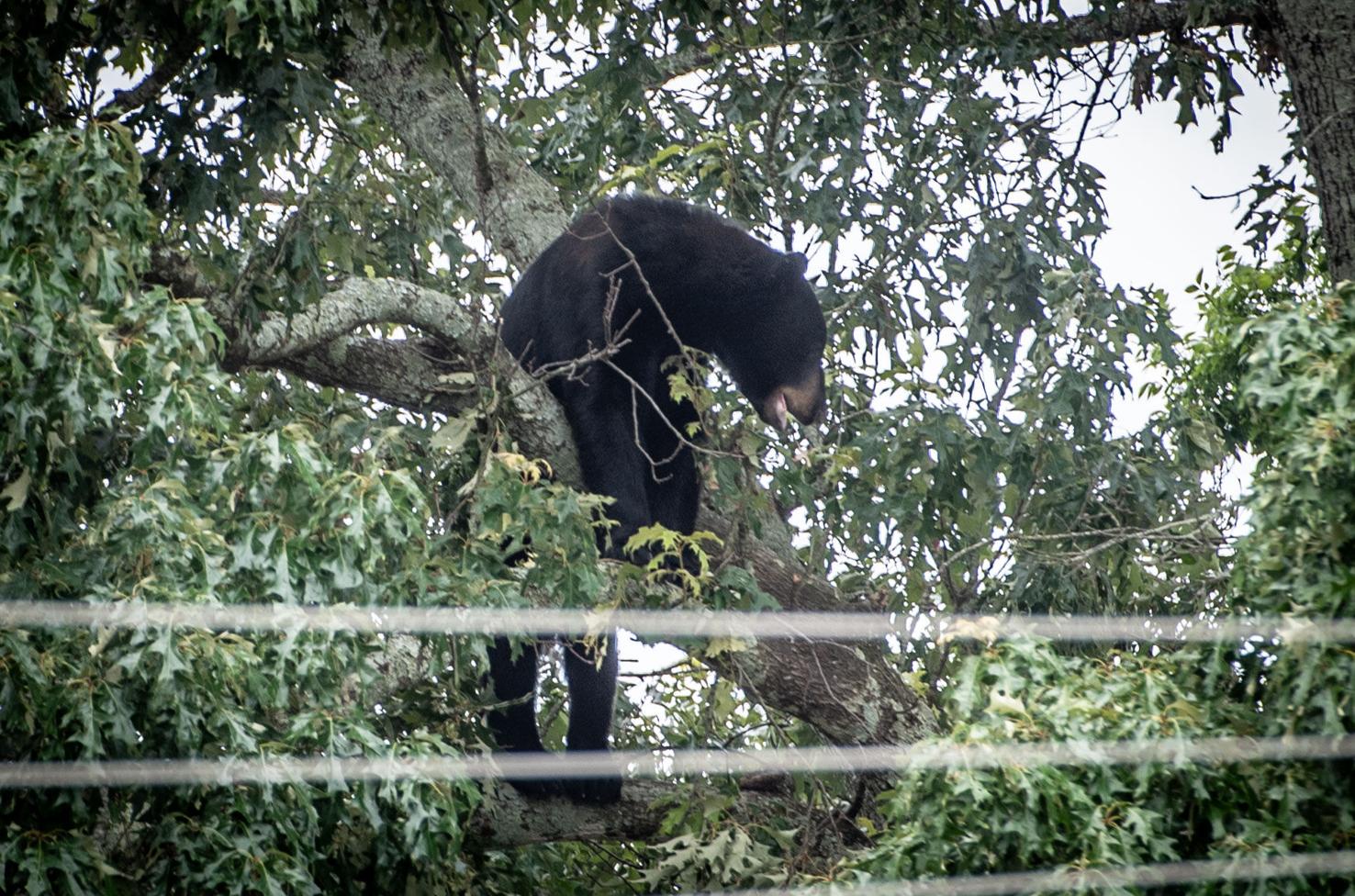 Why Louisiana bear sightings increase in summer months | Environment ...