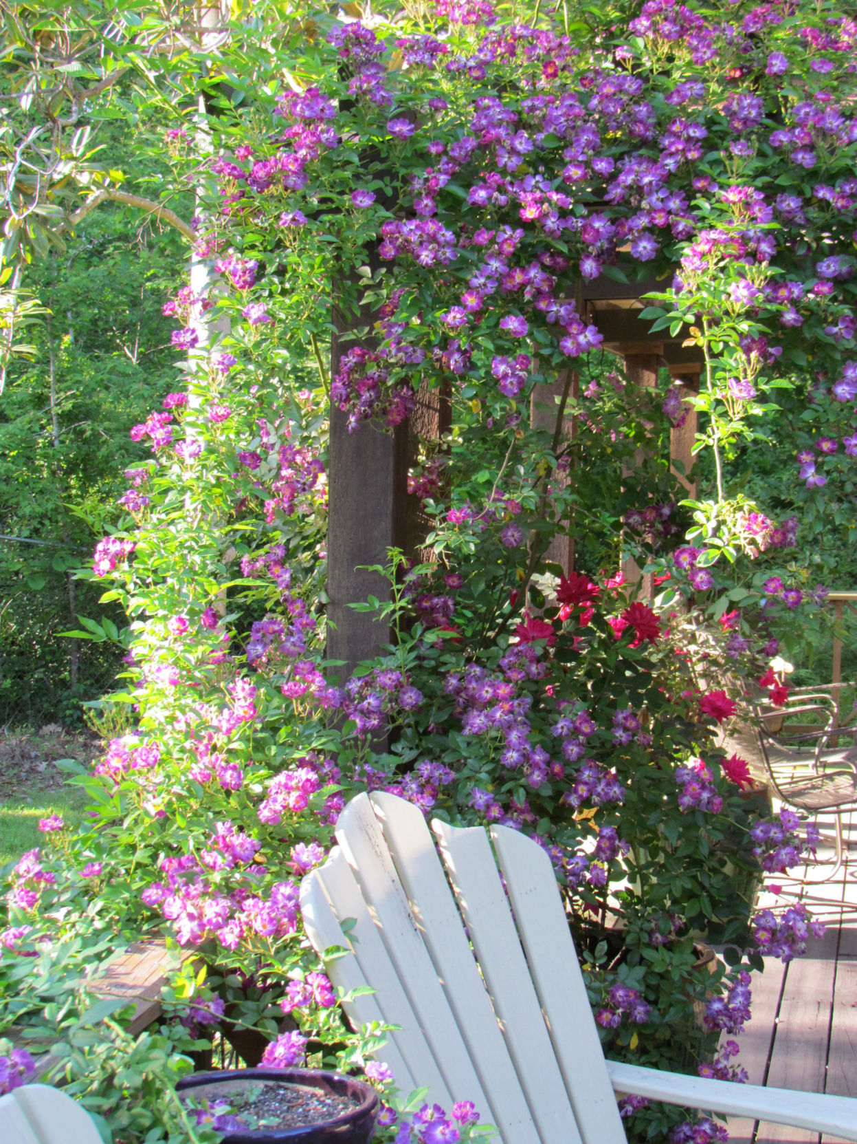 Proud of your garden? Enter it to win great prizes in the third annual ...