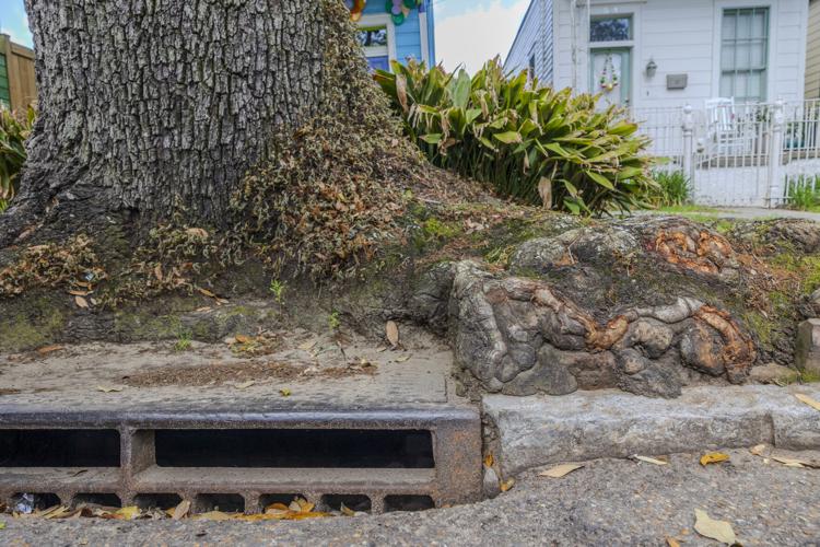 A large oak tree root cracked my driveway. Should I save it? | Home ...