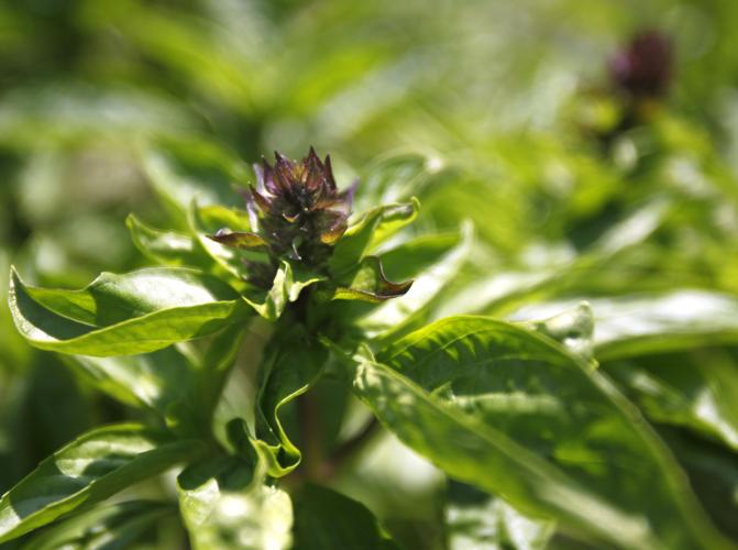 basil flower buds