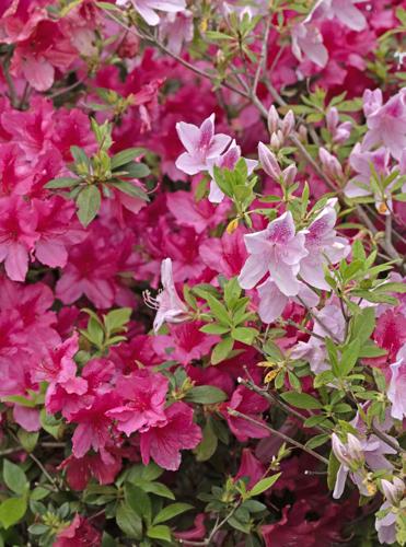 How to prune oversized azaleas without hurting blooms | Home/Garden ...