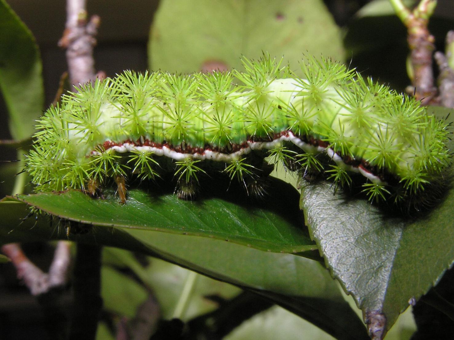 4 common stinging caterpillars in New Orleans: How to ID | Home/Garden ...