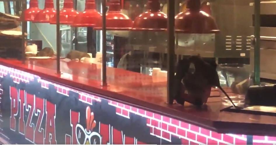 Watch: Rats caught crawling on counter at Willie's Pizza Joint in ...