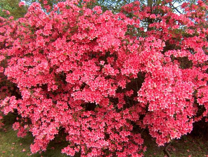 There's nothing as magical as Southern azaleas in bloom, but take heart ...