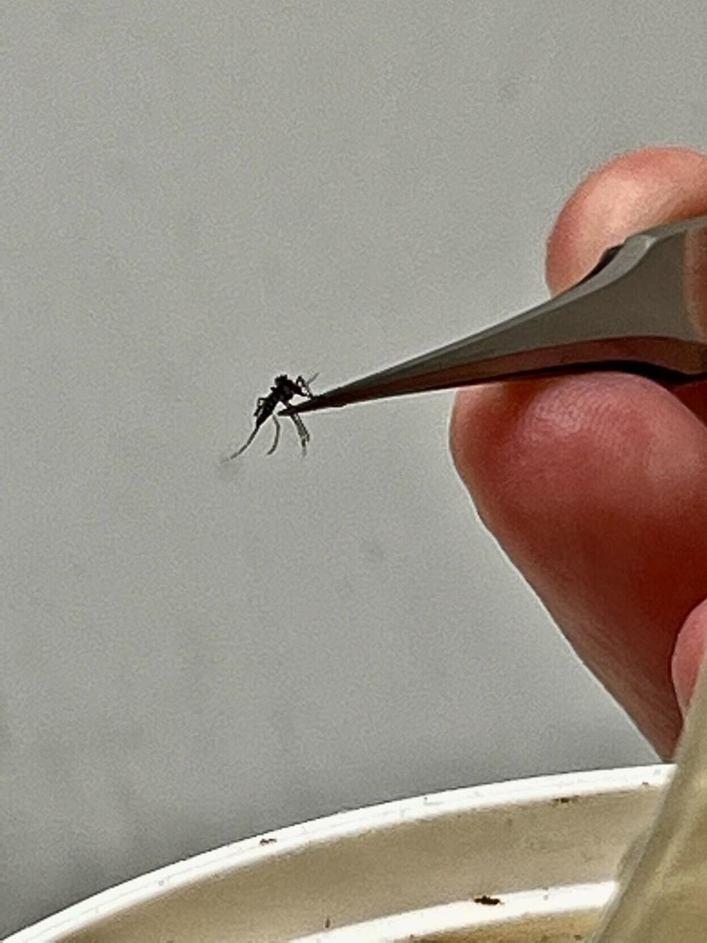 Mosquitos set to celebrate World Mosquito Day | Entertainment/Life ...