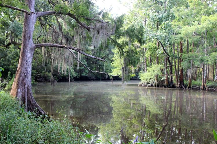 Camp Salmen opens world of nature -- and yellow jackets -- to North ...