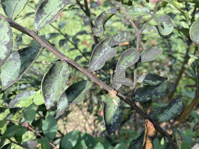 Sooty mold is just a symptom on shrubs; aphids are the real problem ...