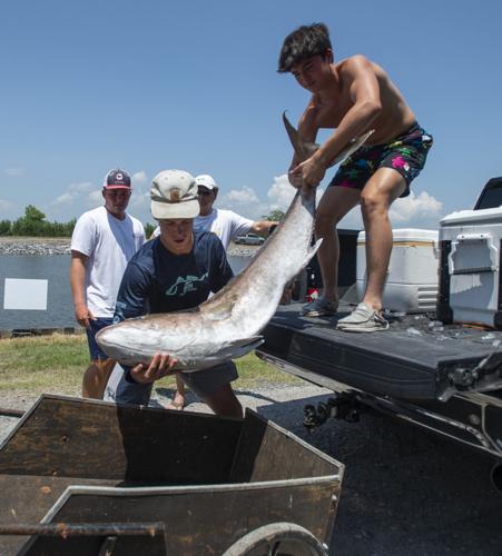 NOAA's amberjack closure in Gulf prompts Landry criticism | Environment ...