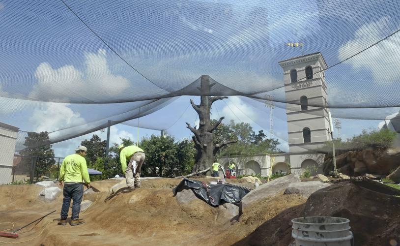 All about Mike VII: Owner says LSU's new, fun-loving mascot 'hit the ...