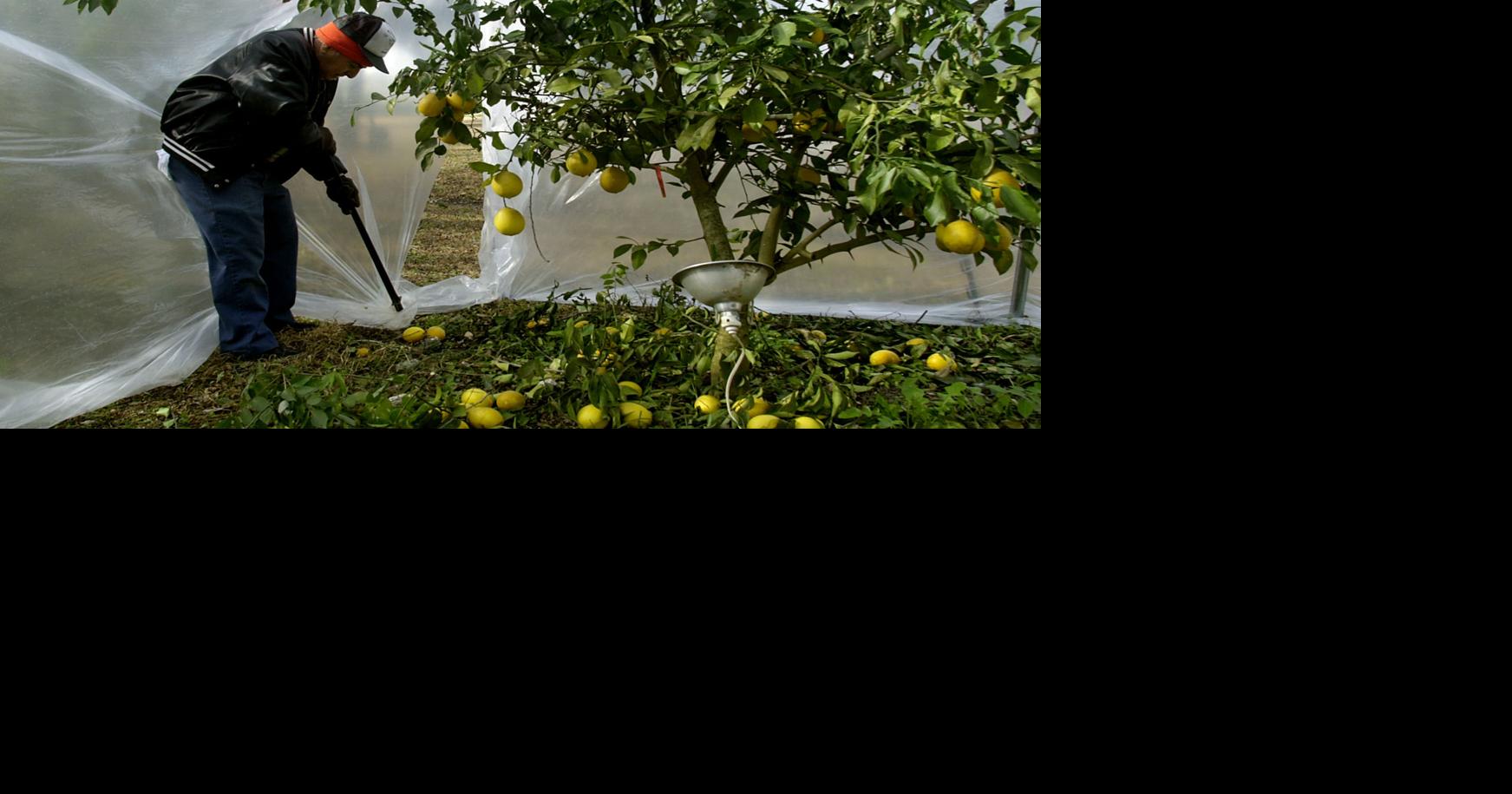 Citrus and palms should be OK after the cold | Home/Garden | nola.com