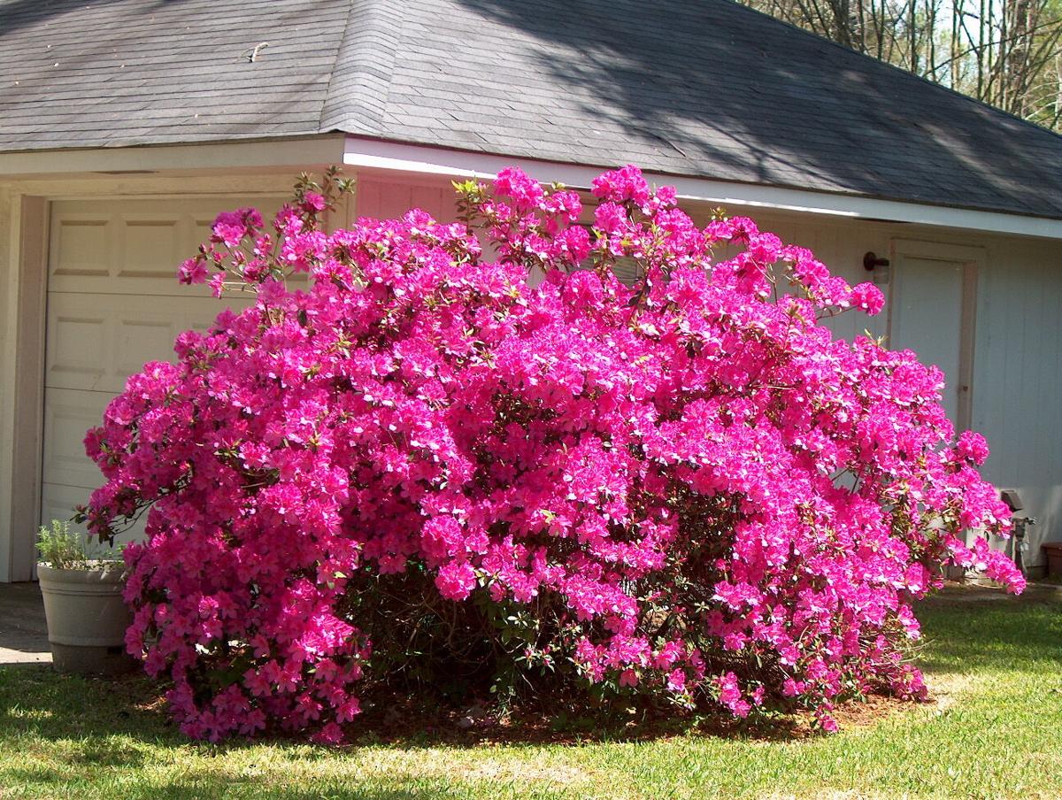 There's nothing as magical as Southern azaleas in bloom, but take heart ...