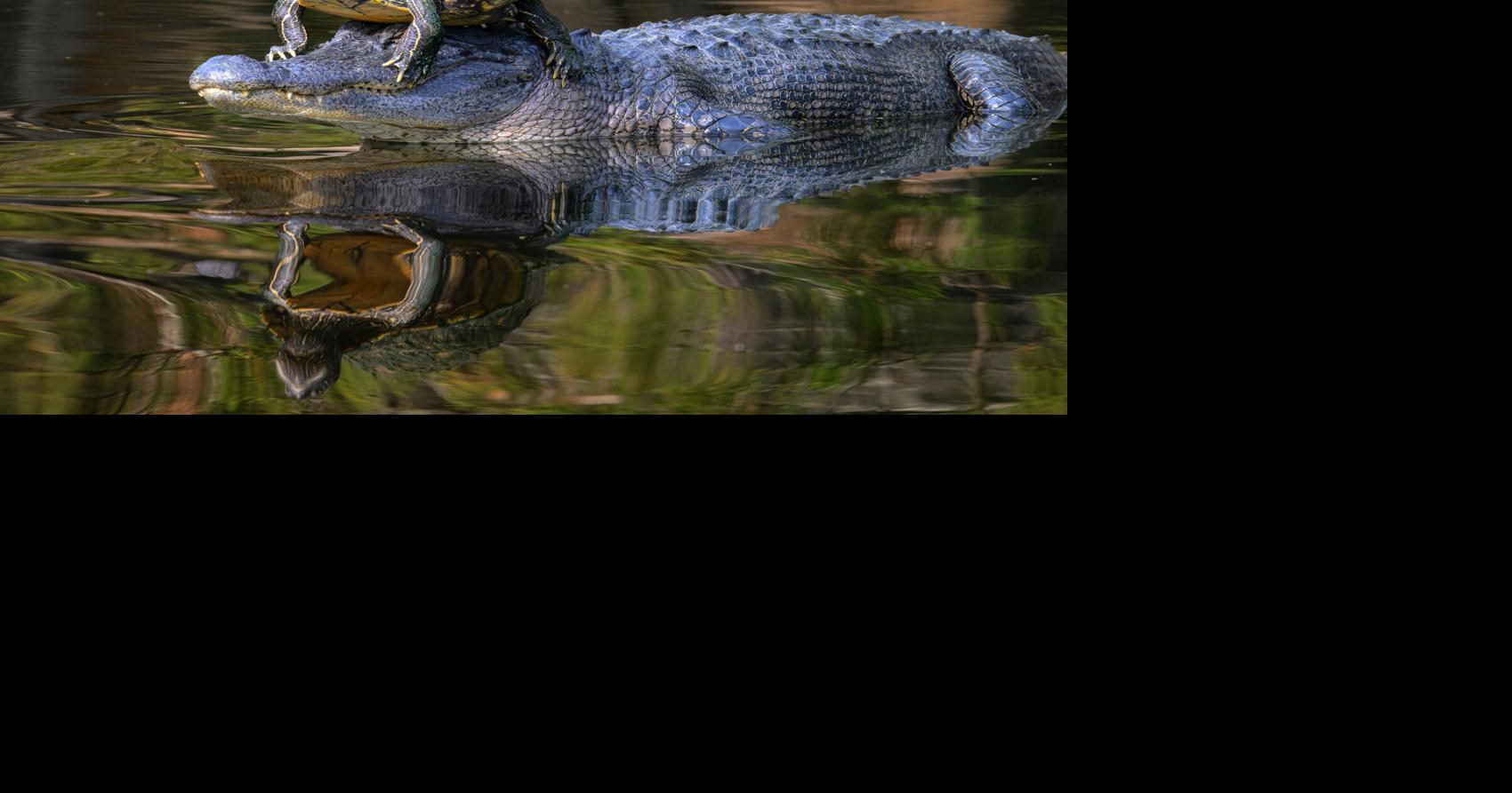 Turtle nesting season is here in New Orleans. What to know ...