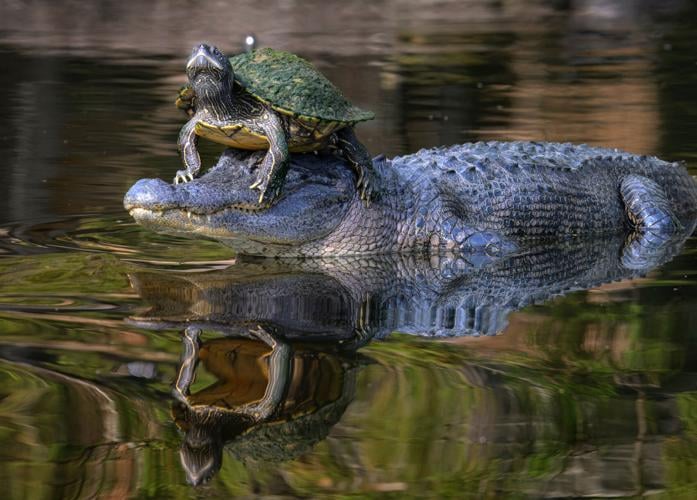 Turtle nesting season is here in New Orleans. What to know ...