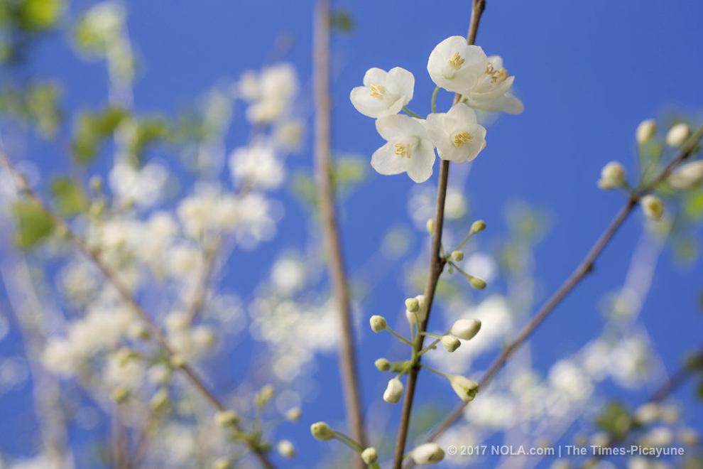 Native plants look like home, plus they know how to cope with Louisiana ...
