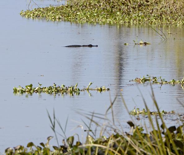 Conservationists urge action by Louisiana to restore, protect critical ...