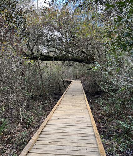 Louisiana's Bogue Chitto State Park cabins offer comfort ...