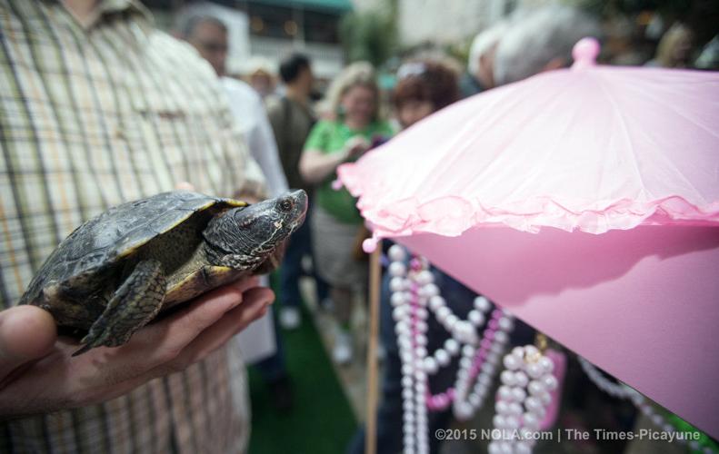 'The Slowest Second Line on Earth' returns turtles home to Brennan's ...