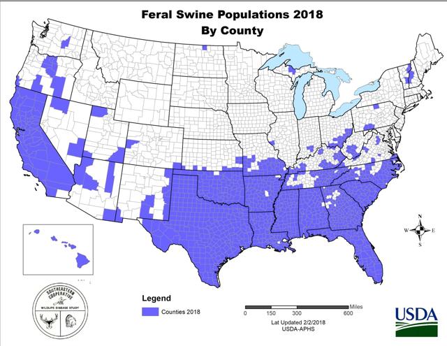 What's inside a feral hog's stomach? You name it. | Environment | nola.com