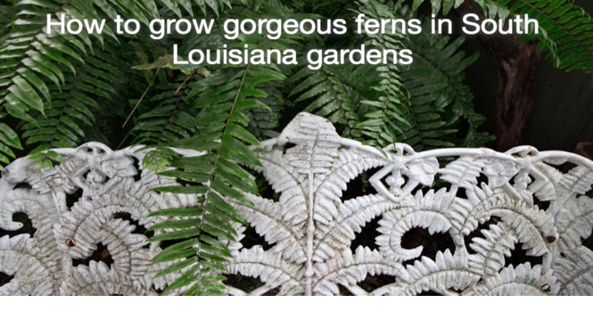 How to grow gorgeous ferns in Louisiana gardens | Home/Garden | nola.com