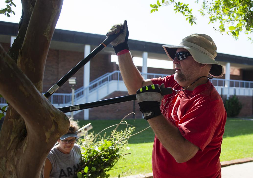 Start raising a tree's canopy a few years after planting | Home/Garden ...