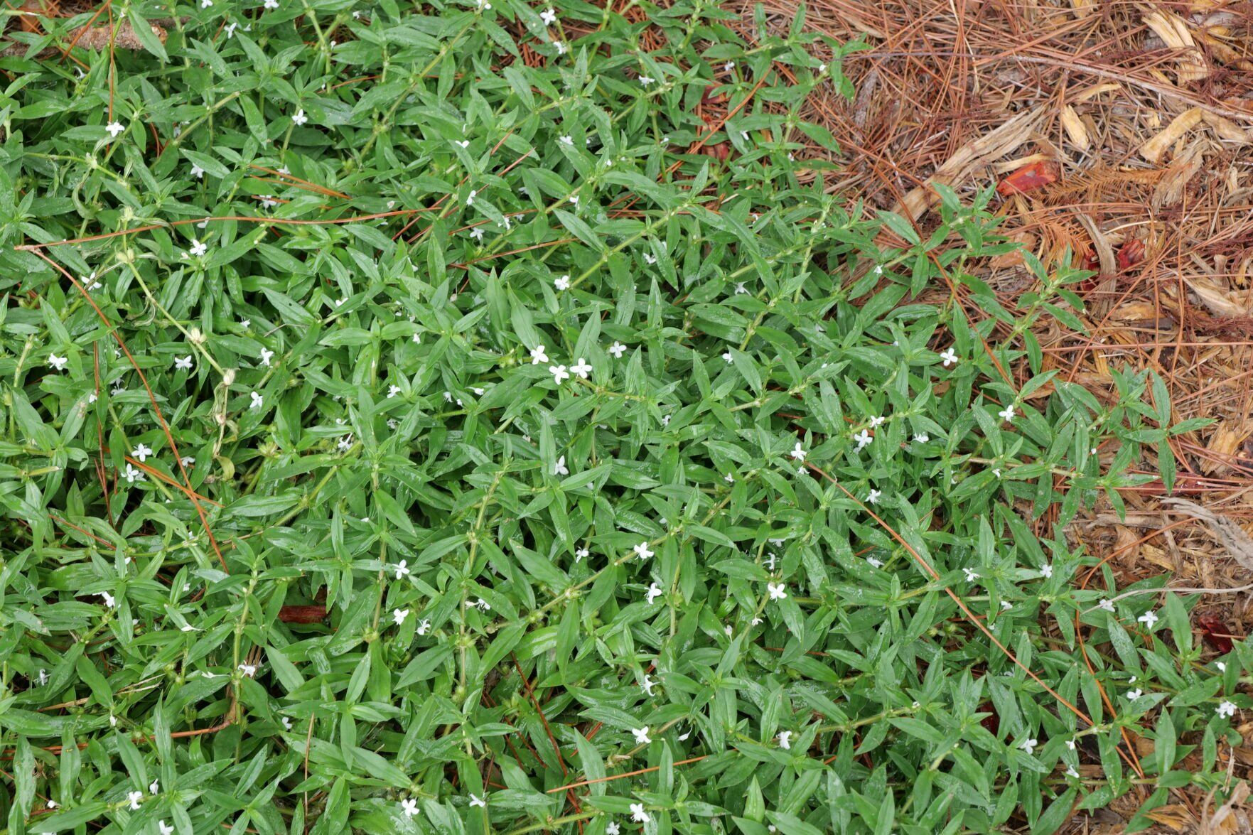 Ridding lawn of buttonweed is tough job: Dan Gill's advice | Home ...