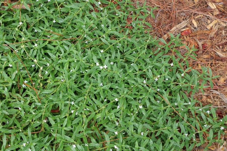 Ridding lawn of buttonweed is tough job: Dan Gill's advice | Home ...
