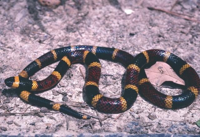 Venomous snakes of Louisiana and what to do if you find them | News ...