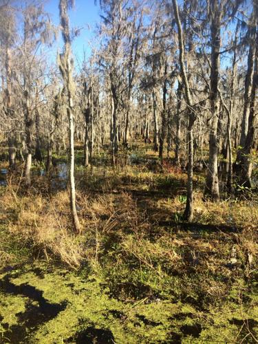 Hunting deer in Louisiana's swamps is hard work with huge payoffs ...